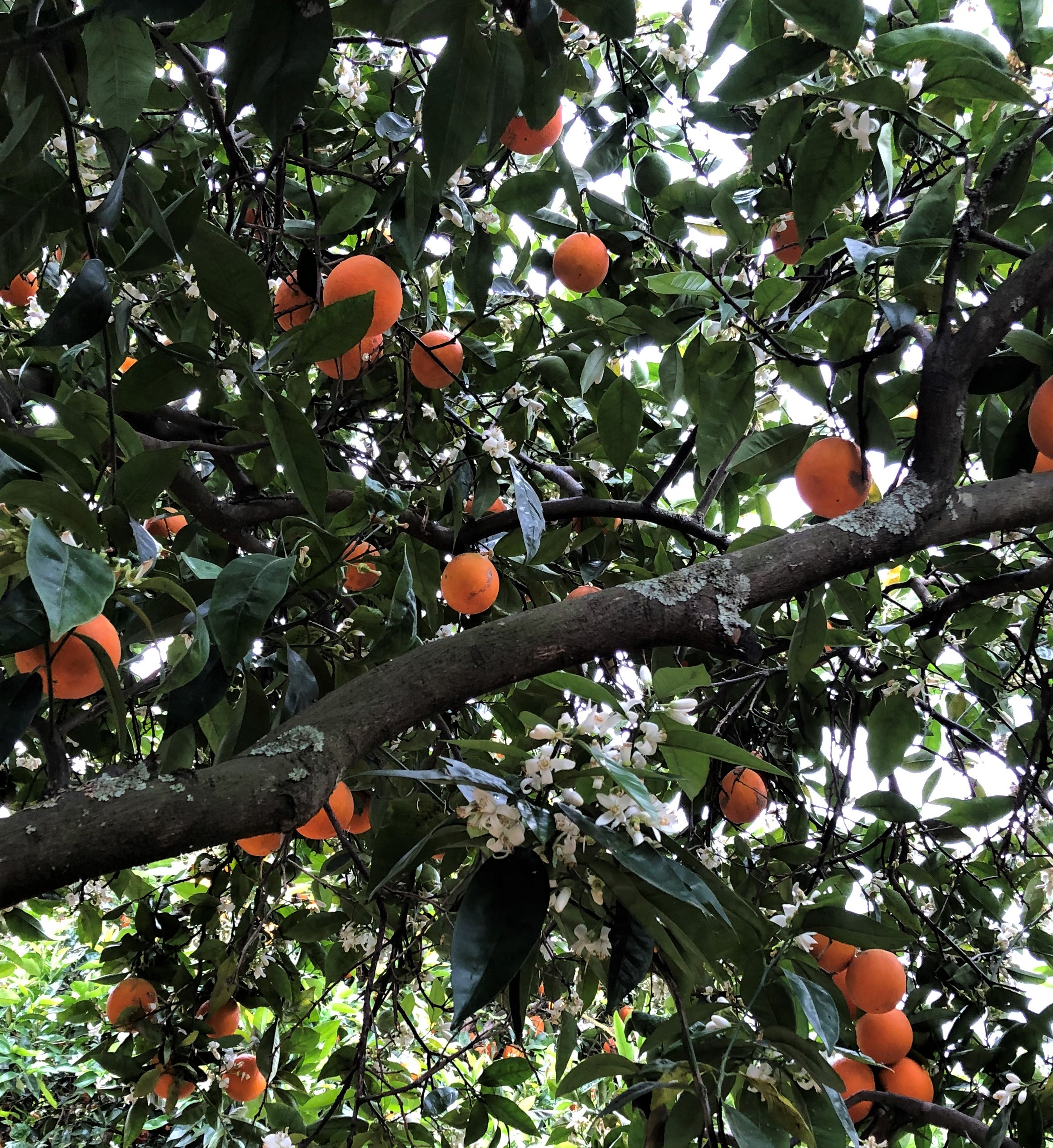 Om Meg Plating By Pia